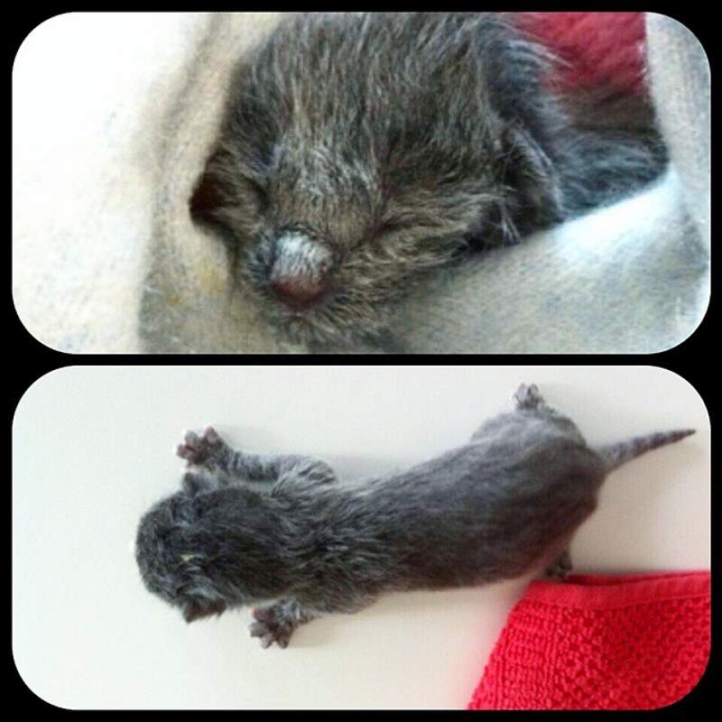 Fading Kitten Syndrome - Lotto the Cat