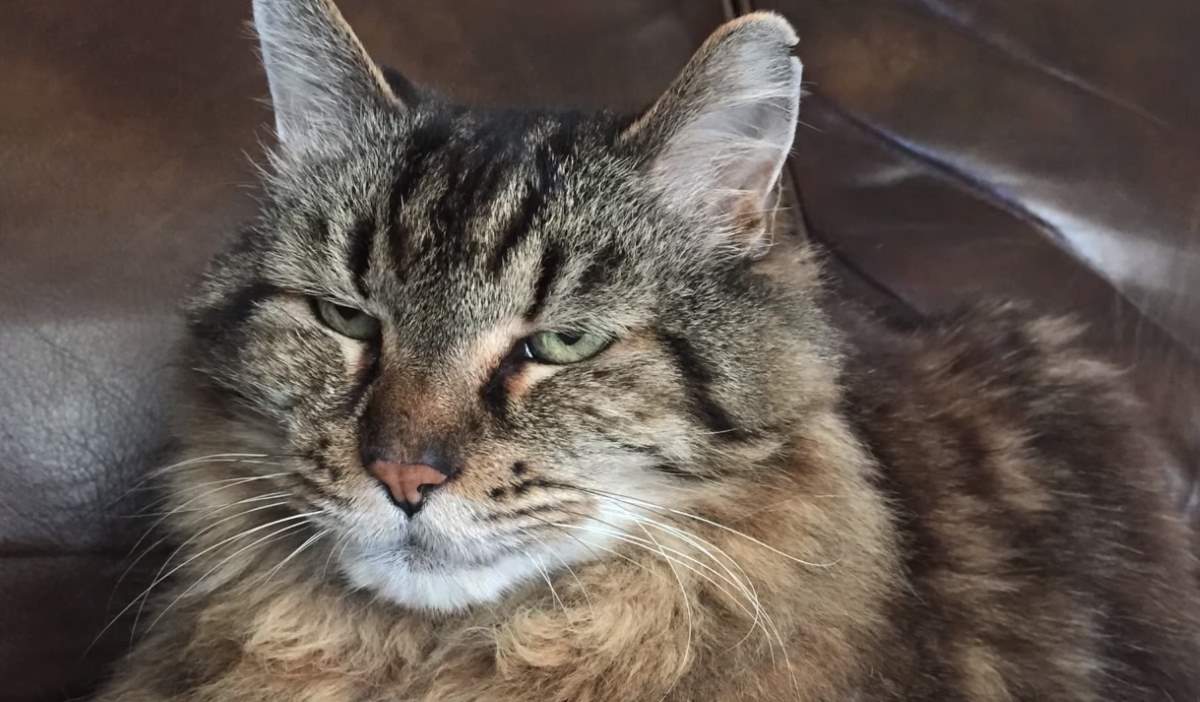 Corduroy Previous Record Holder Of The Oldest Living Cat Category corduroy-previous-record-holder-of-the-oldest-living-cat-category
